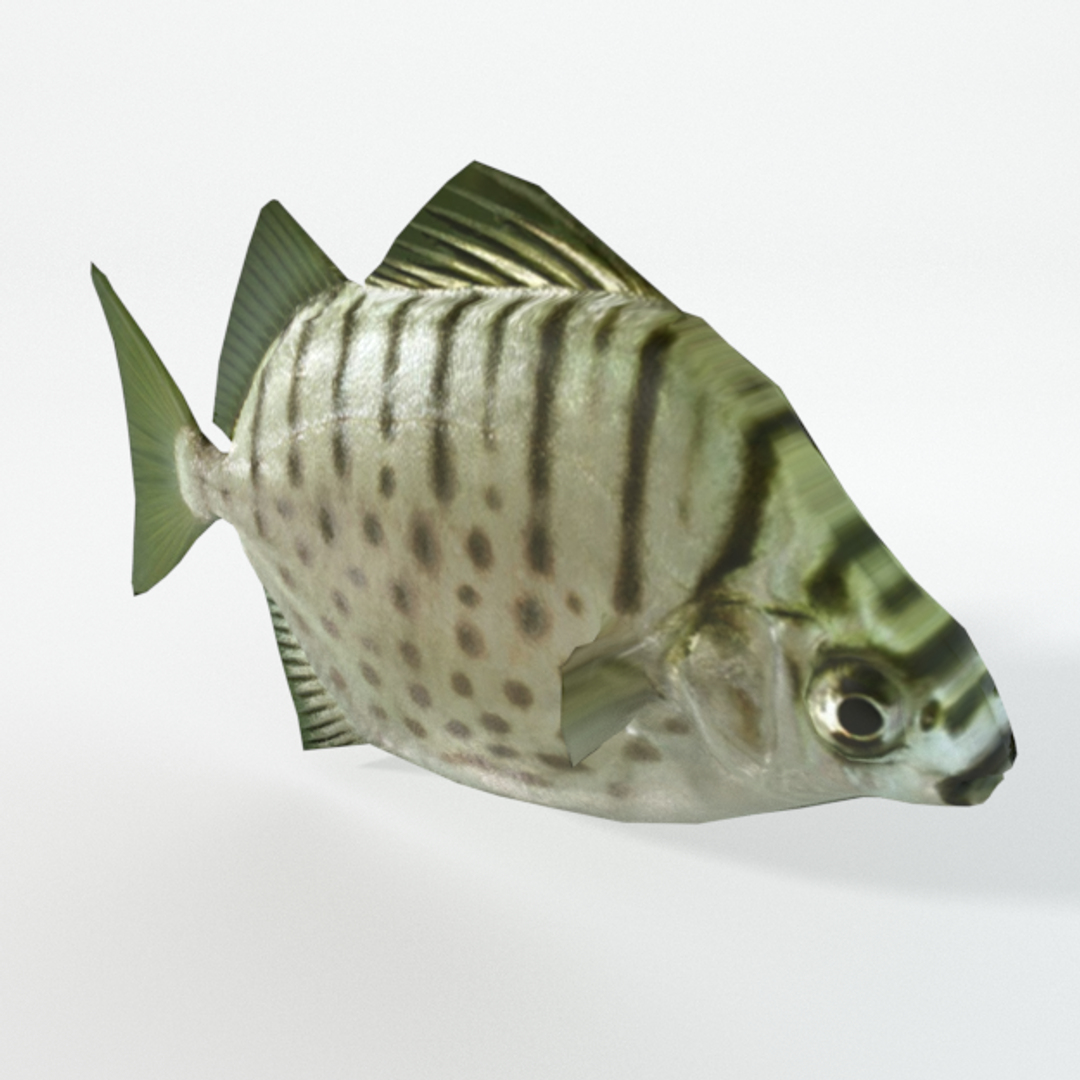 3D argus fish - TurboSquid 1318725