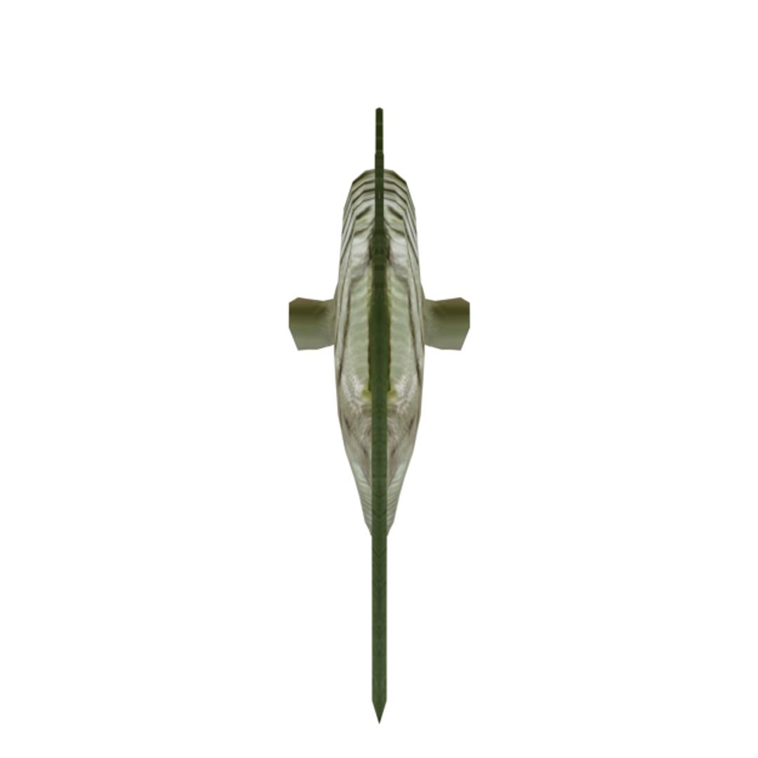 3D argus fish - TurboSquid 1318725