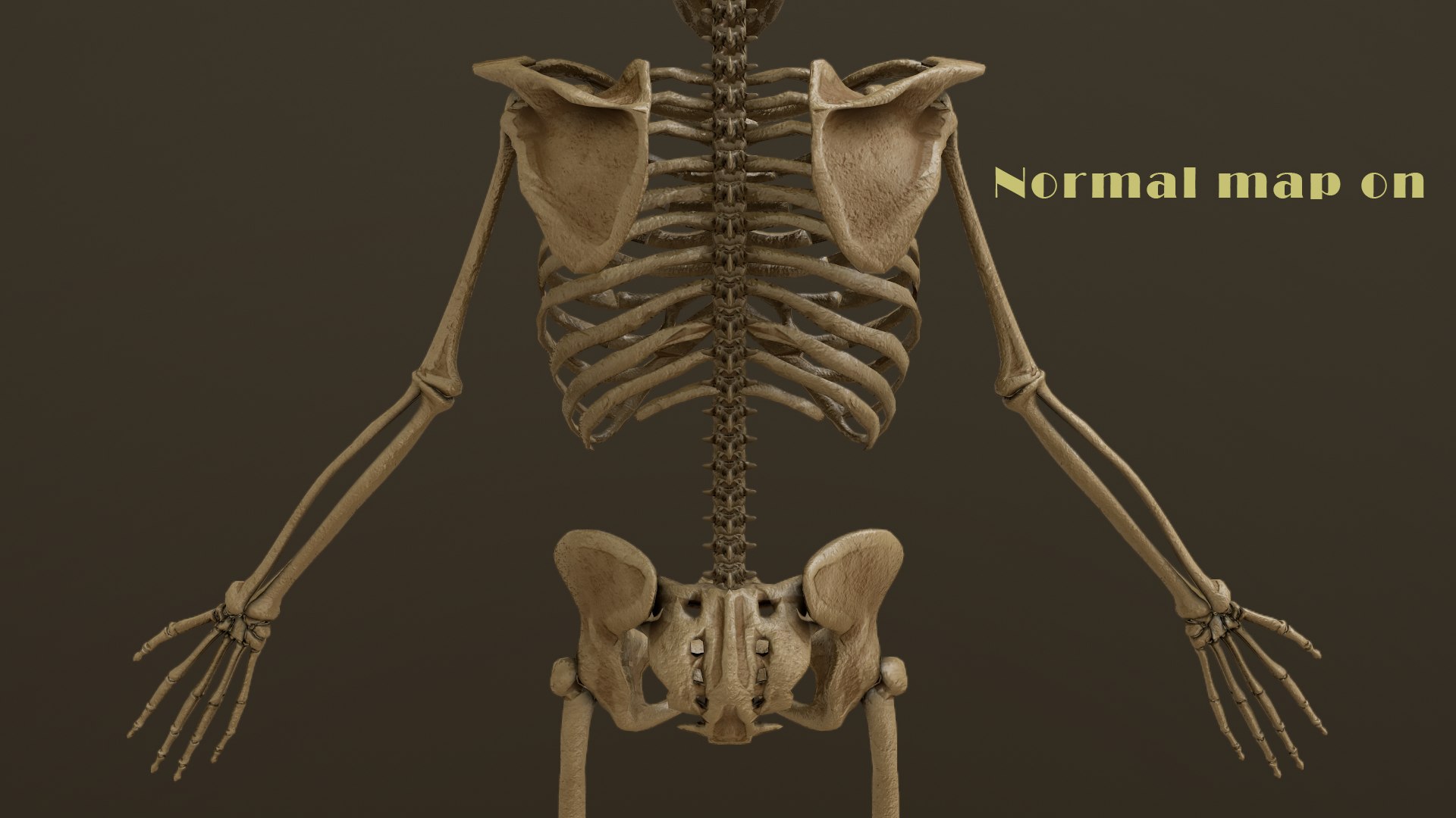 Human Skeleton 3D Model - TurboSquid 1448046