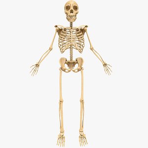 Download 3D Human Skeleton STL Models - TurboSquid