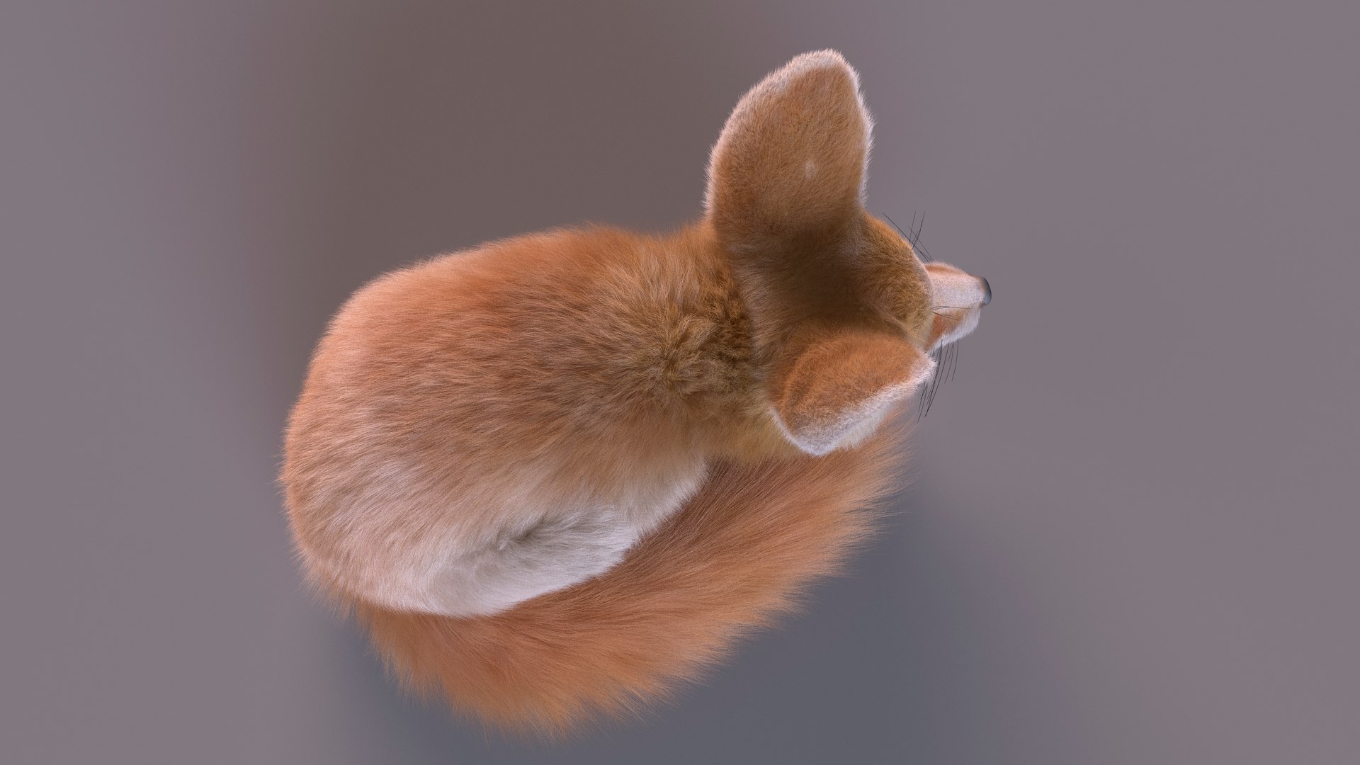 3D Smallest Fox Species Fennec Lying Pose Fur - TurboSquid 2182911