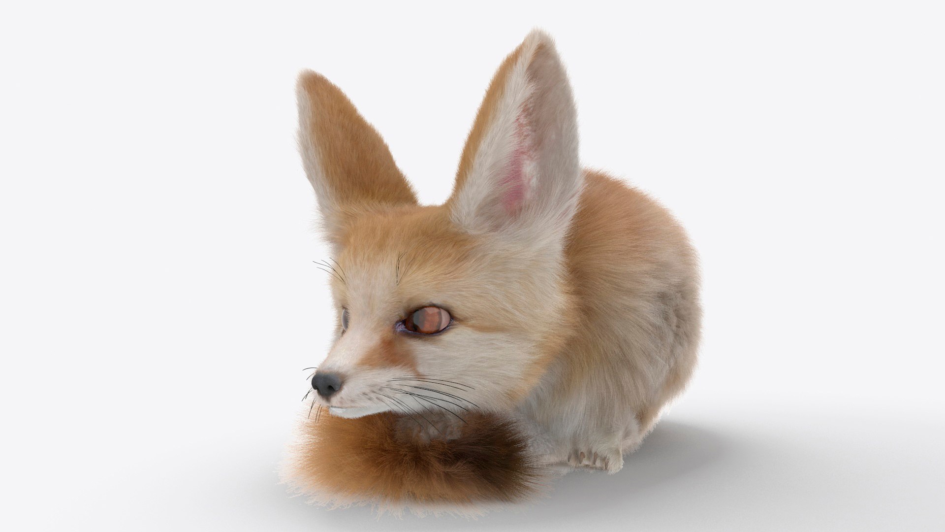 3D Smallest Fox Species Fennec Lying Pose Fur - TurboSquid 2182911
