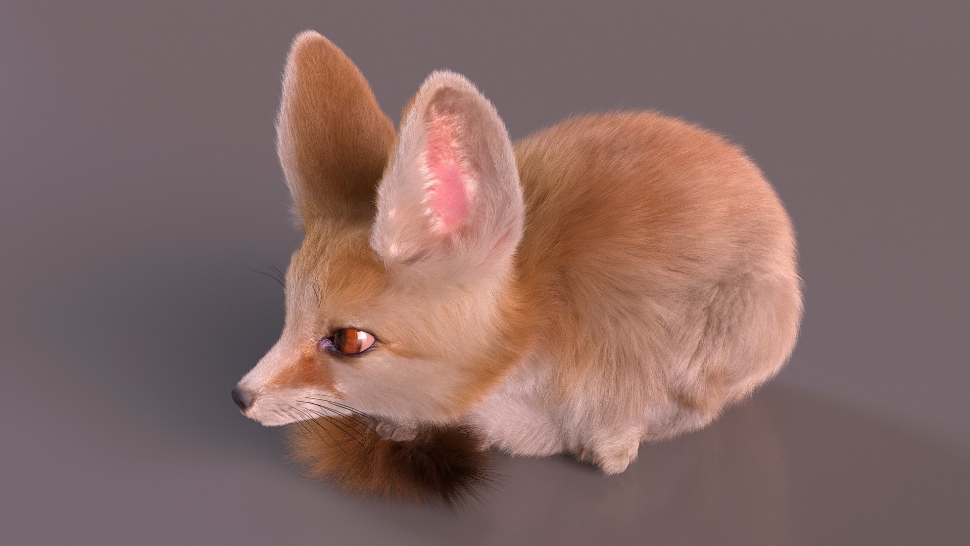 3D Smallest Fox Species Fennec Lying Pose Fur - TurboSquid 2182911