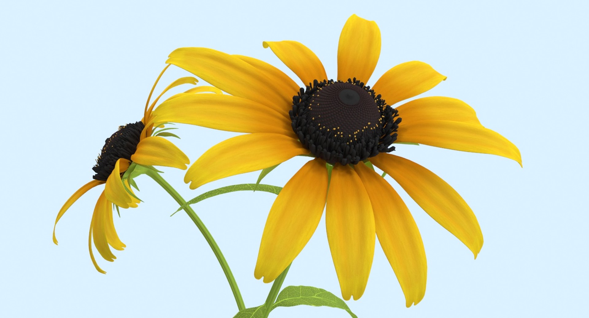 3d Model Black-eyed-susan---natural-group