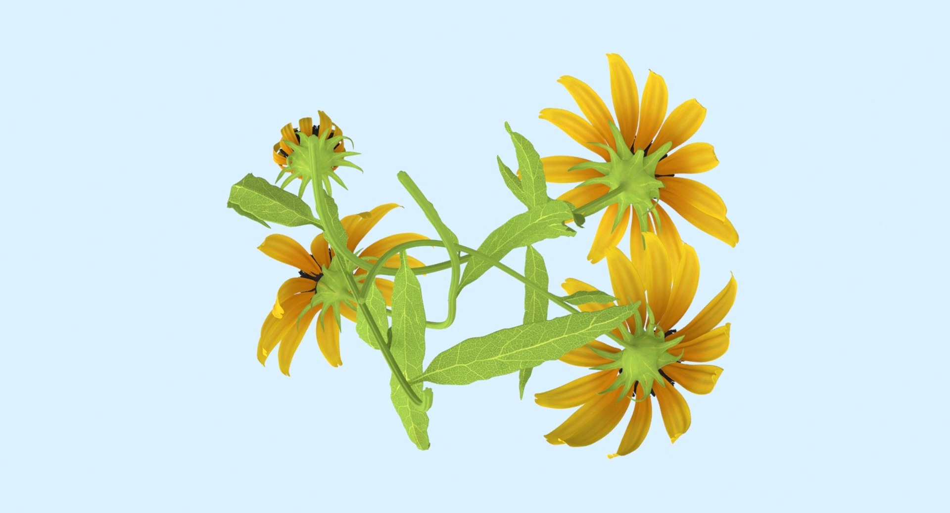 3d Model Black-eyed-susan---natural-group
