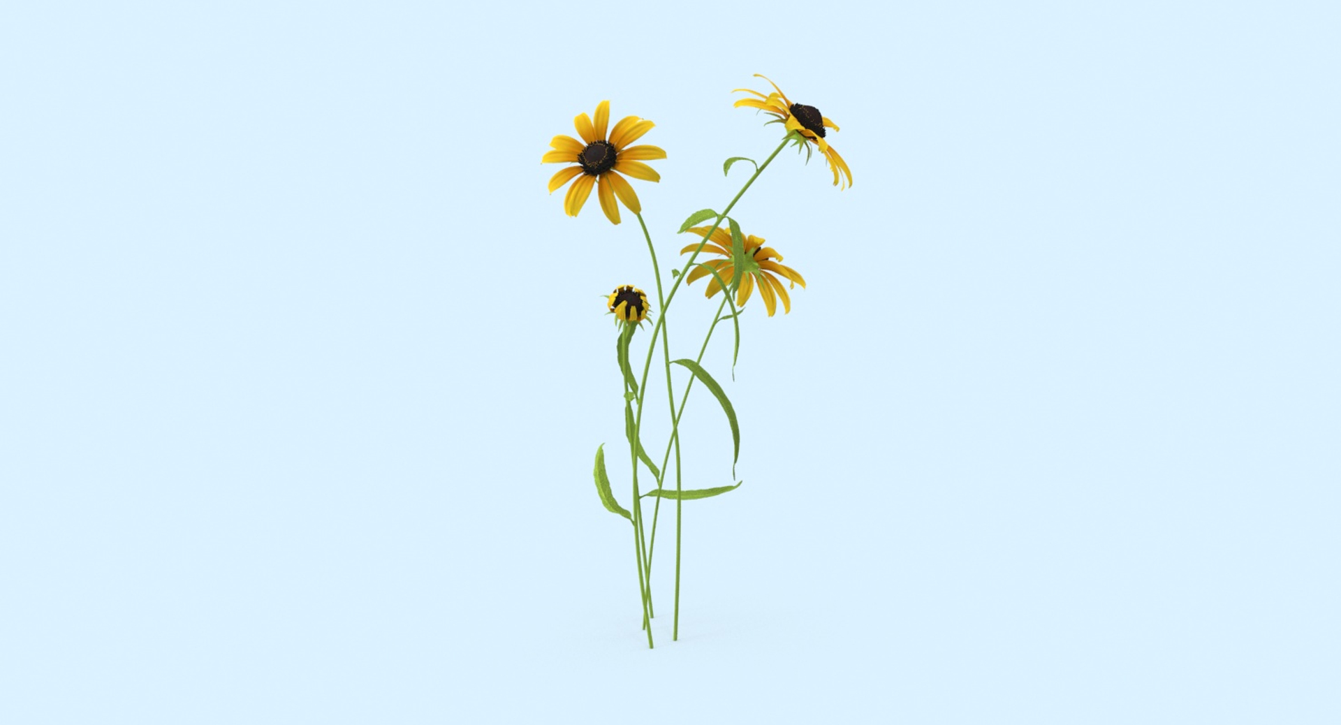 3d Model Black-eyed-susan---natural-group