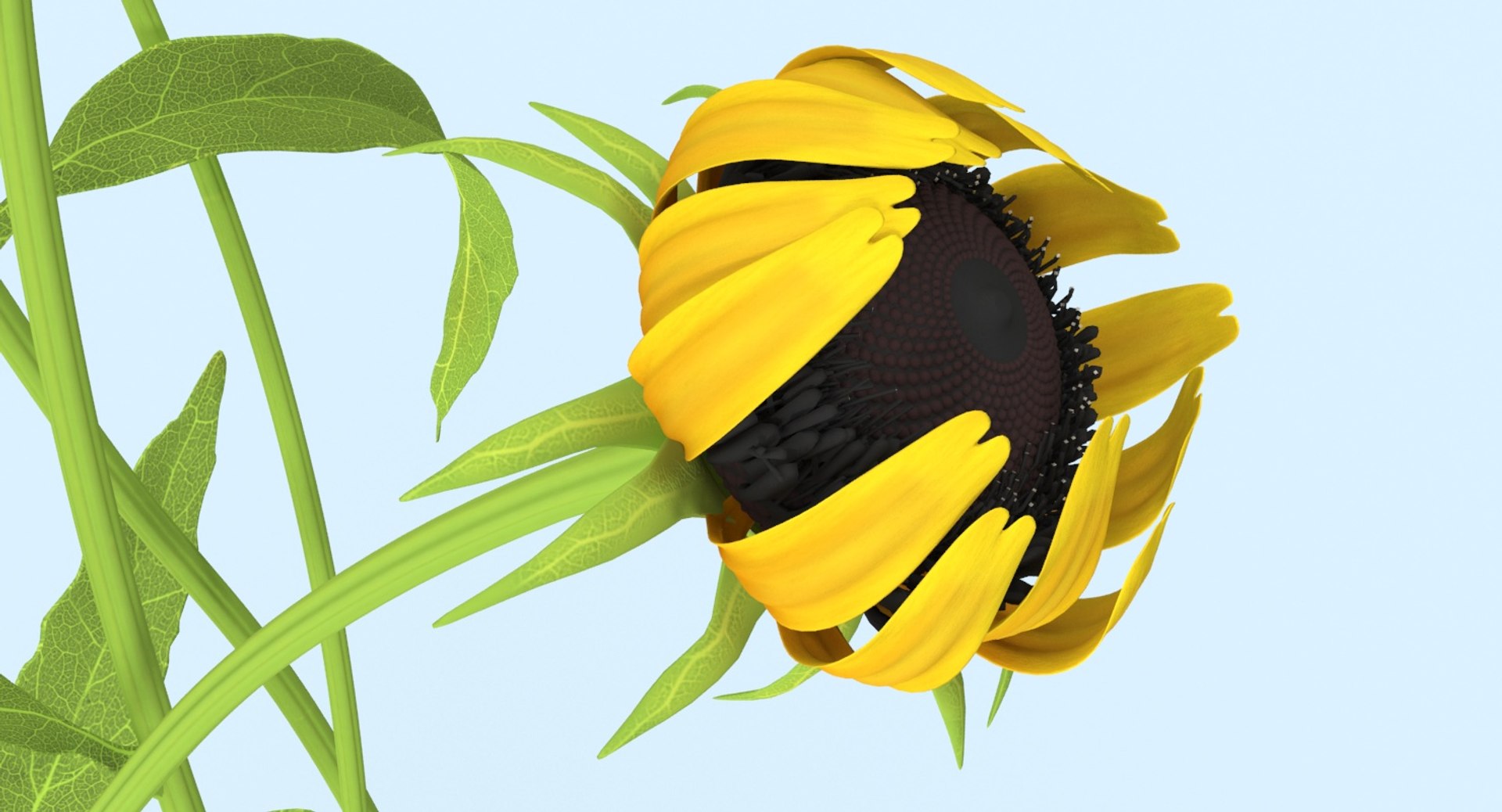 3d Model Black-eyed-susan---natural-group