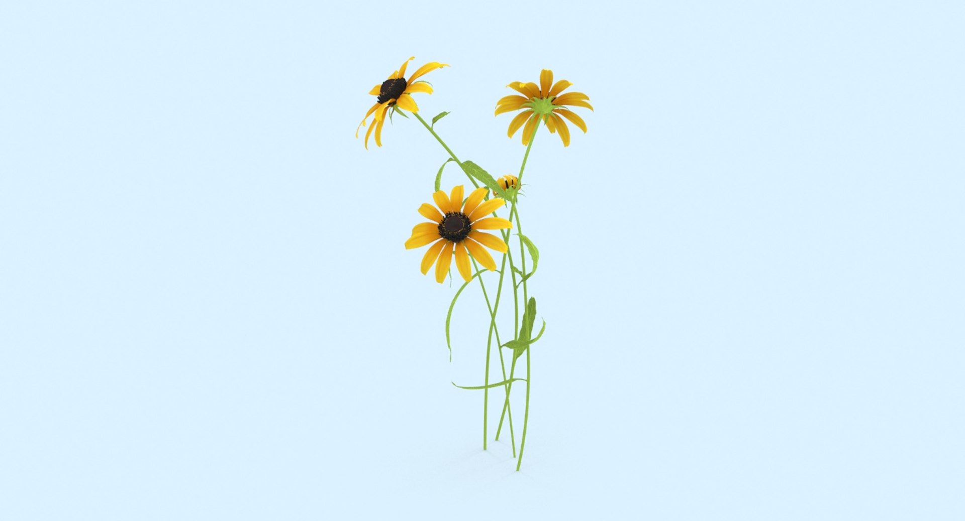 3d Model Black-eyed-susan---natural-group
