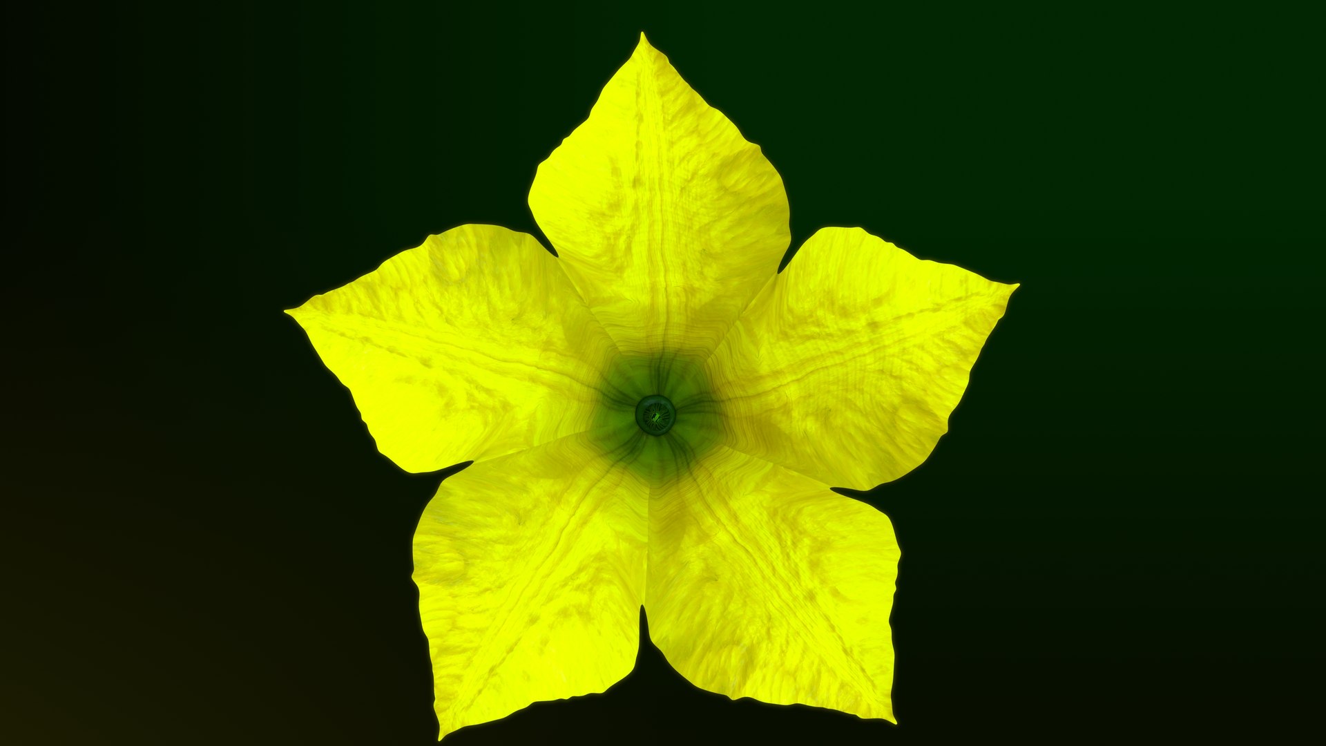 Male flowers in Cucurbitaceae model - TurboSquid 2174261