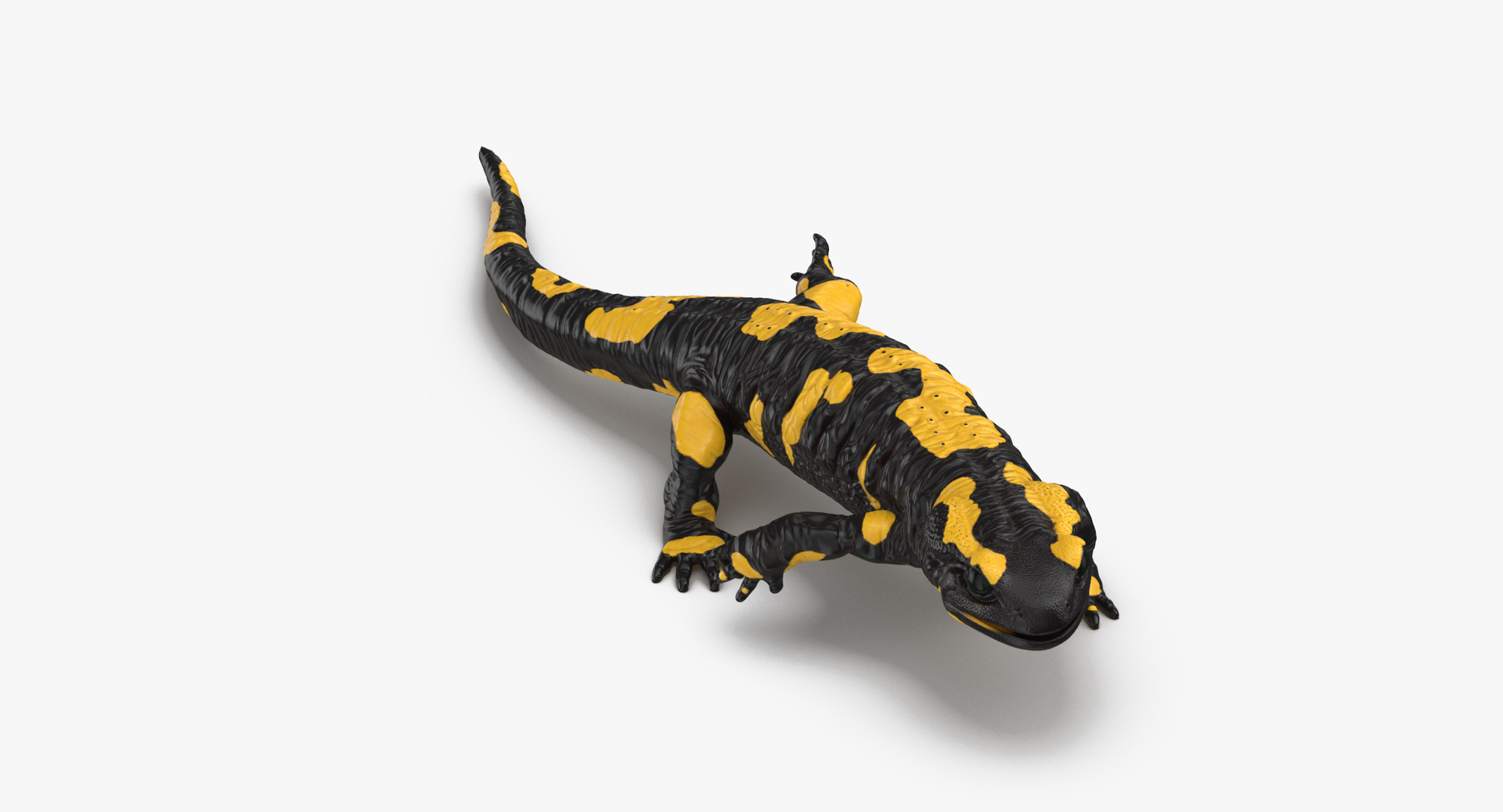 3D Salamander Running Model - TurboSquid 1375615