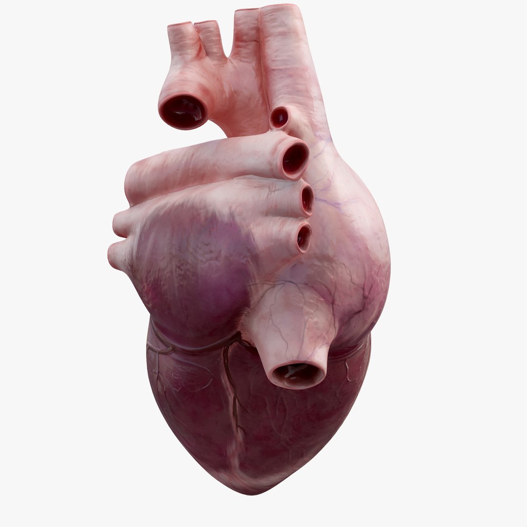Human Heart Animation 3D Model - TurboSquid 1298711