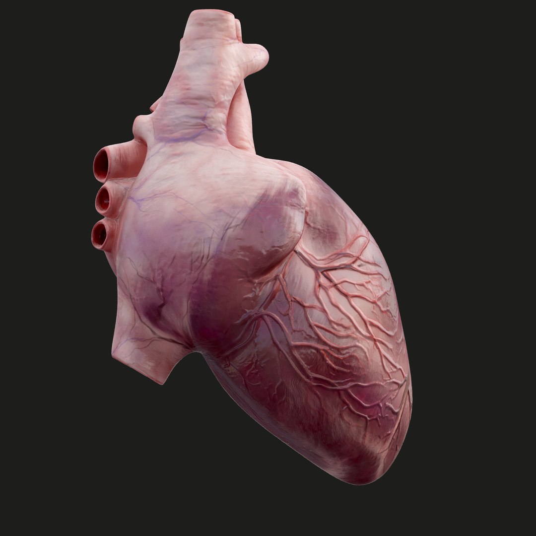 Human Heart Animation 3D Model - TurboSquid 1298711