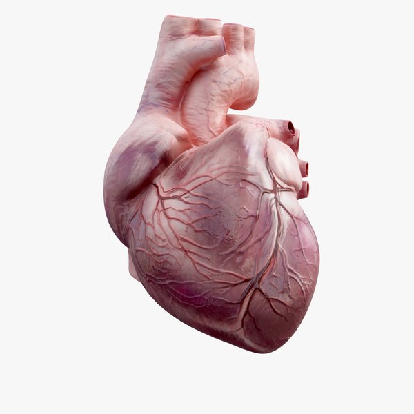 Human Heart 3D Models for Download | TurboSquid