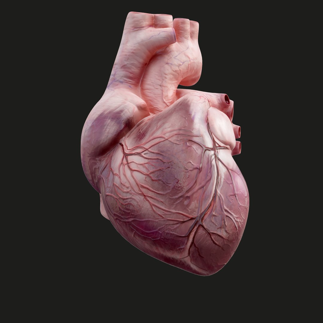Human Heart Animation