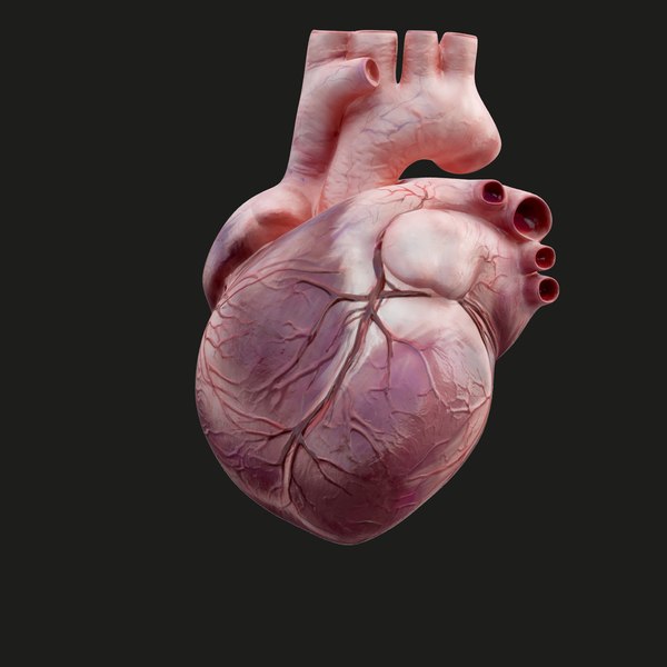 Human heart animation 3D model - TurboSquid 1298711