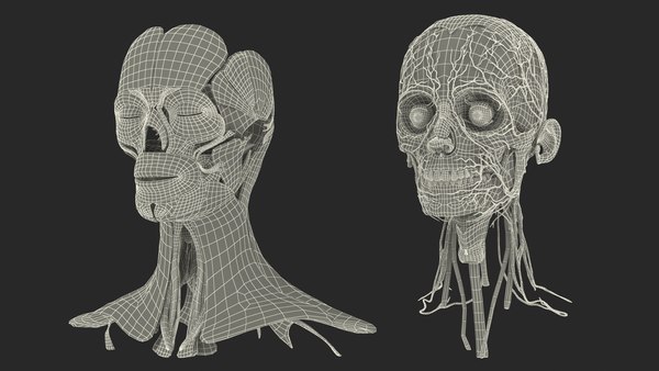 3D Female Anatomy Head - TurboSquid 1853458