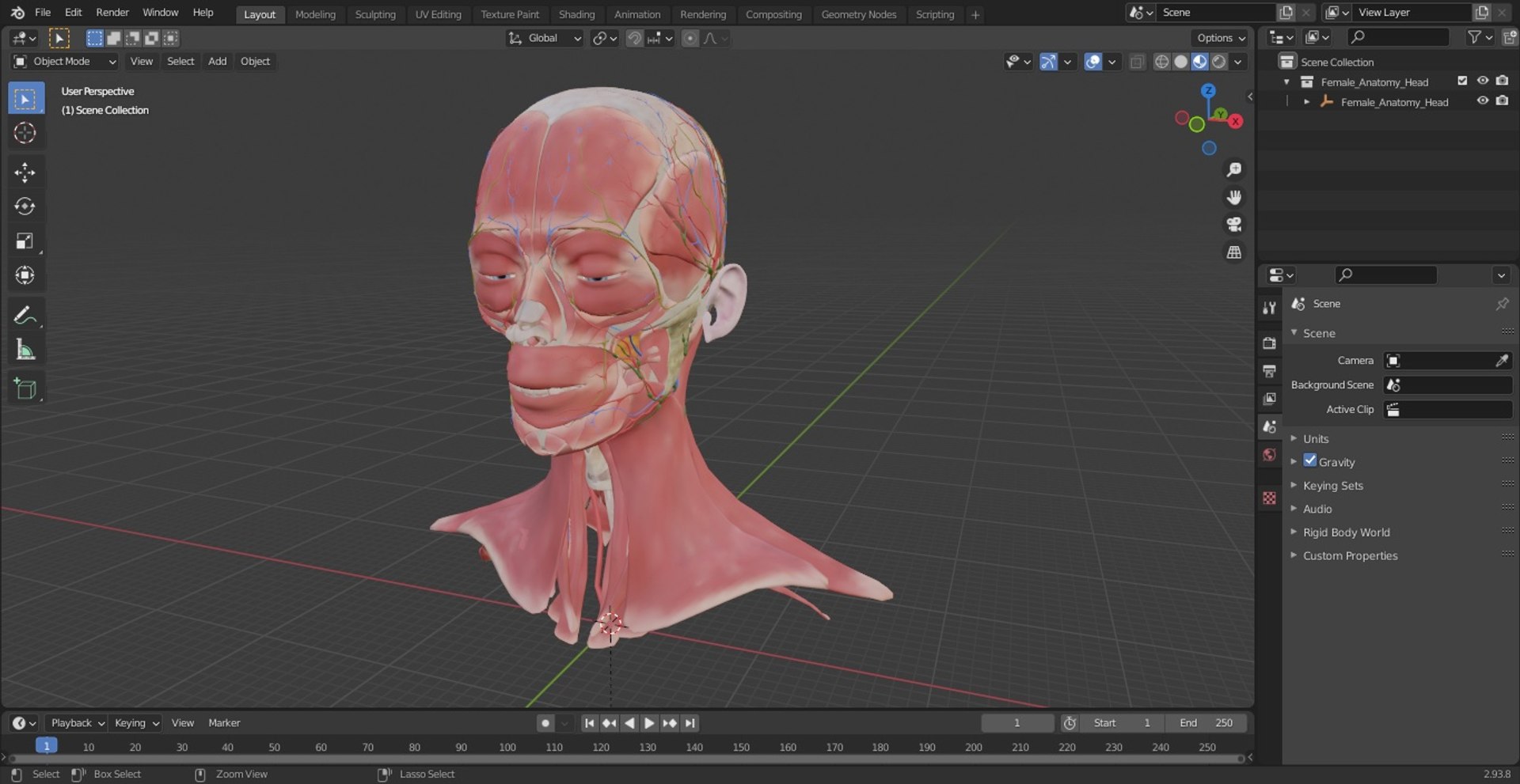 3D Female Anatomy Head - TurboSquid 1853458