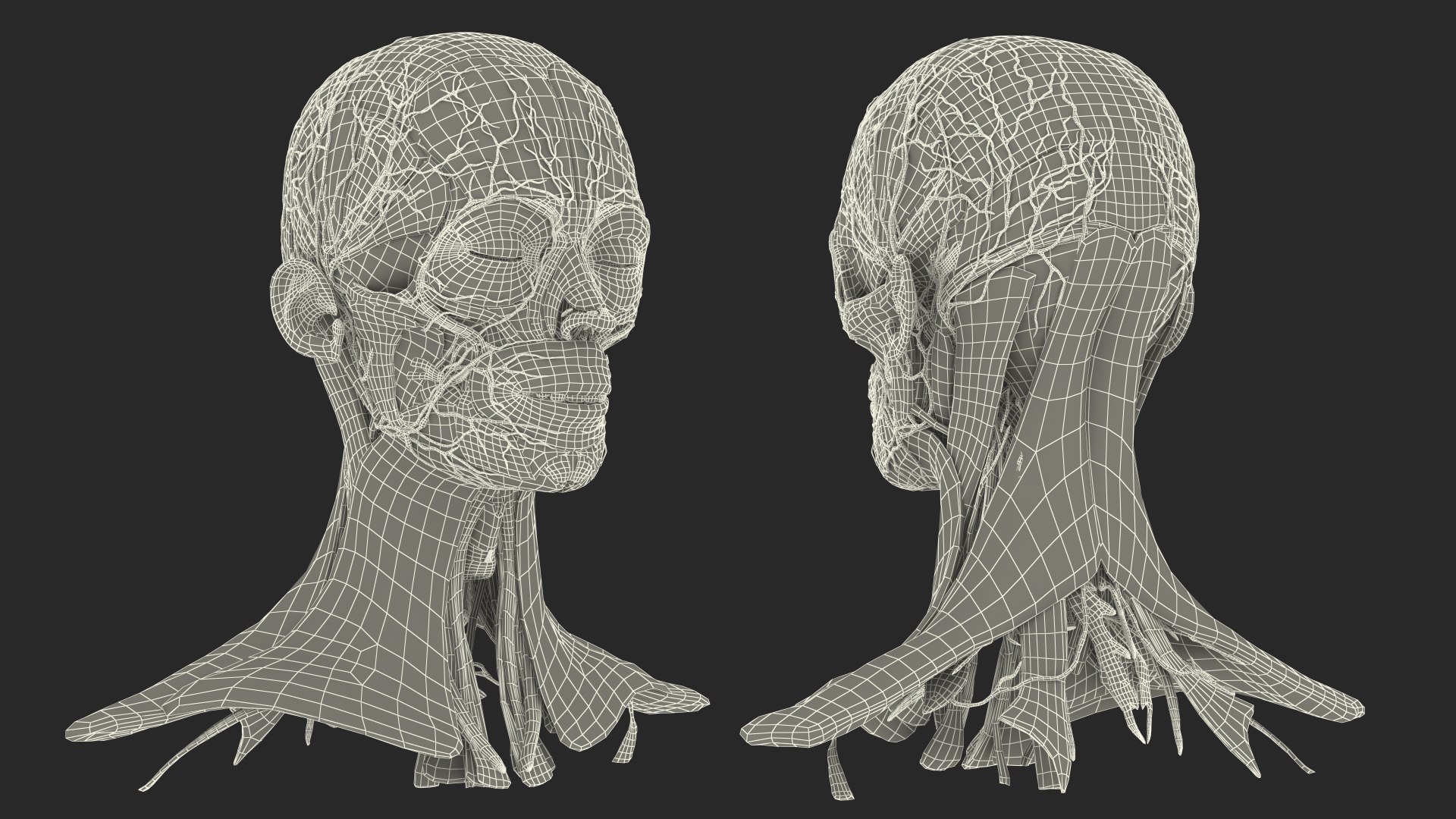 3D Female Anatomy Head - TurboSquid 1853458