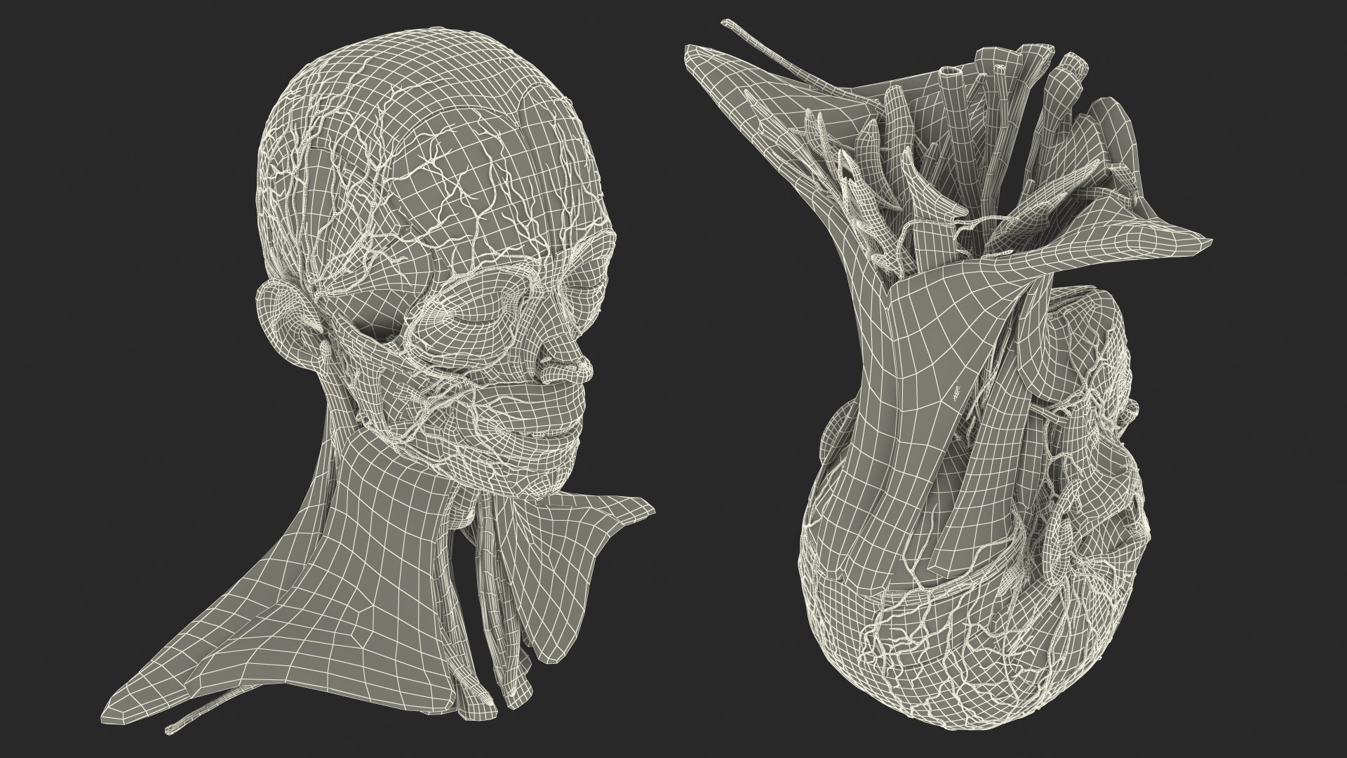 3D Female Anatomy Head - TurboSquid 1853458