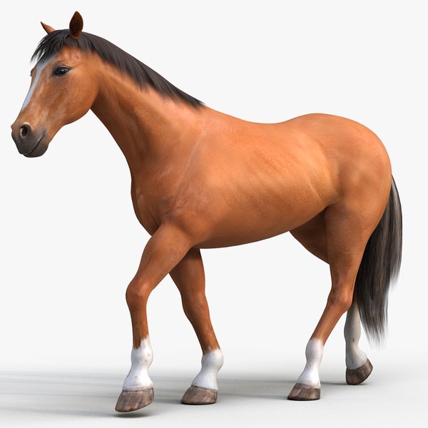 Horse 3D Models for Download | TurboSquid