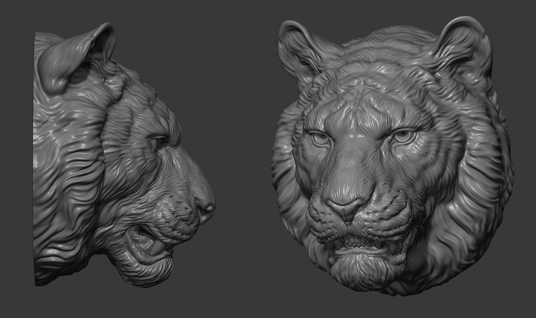 Tiger toothy 3D - TurboSquid 1892617