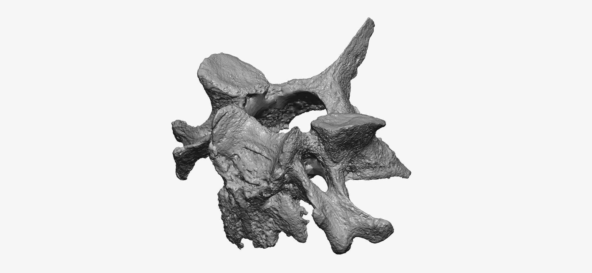 Pavian Monkey Male Cervical Vertebrae C4 RAW Scan Model - TurboSquid ...