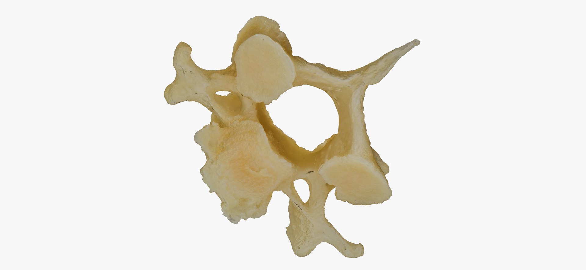 Pavian Monkey Male Cervical Vertebrae C4 RAW Scan Model - TurboSquid ...