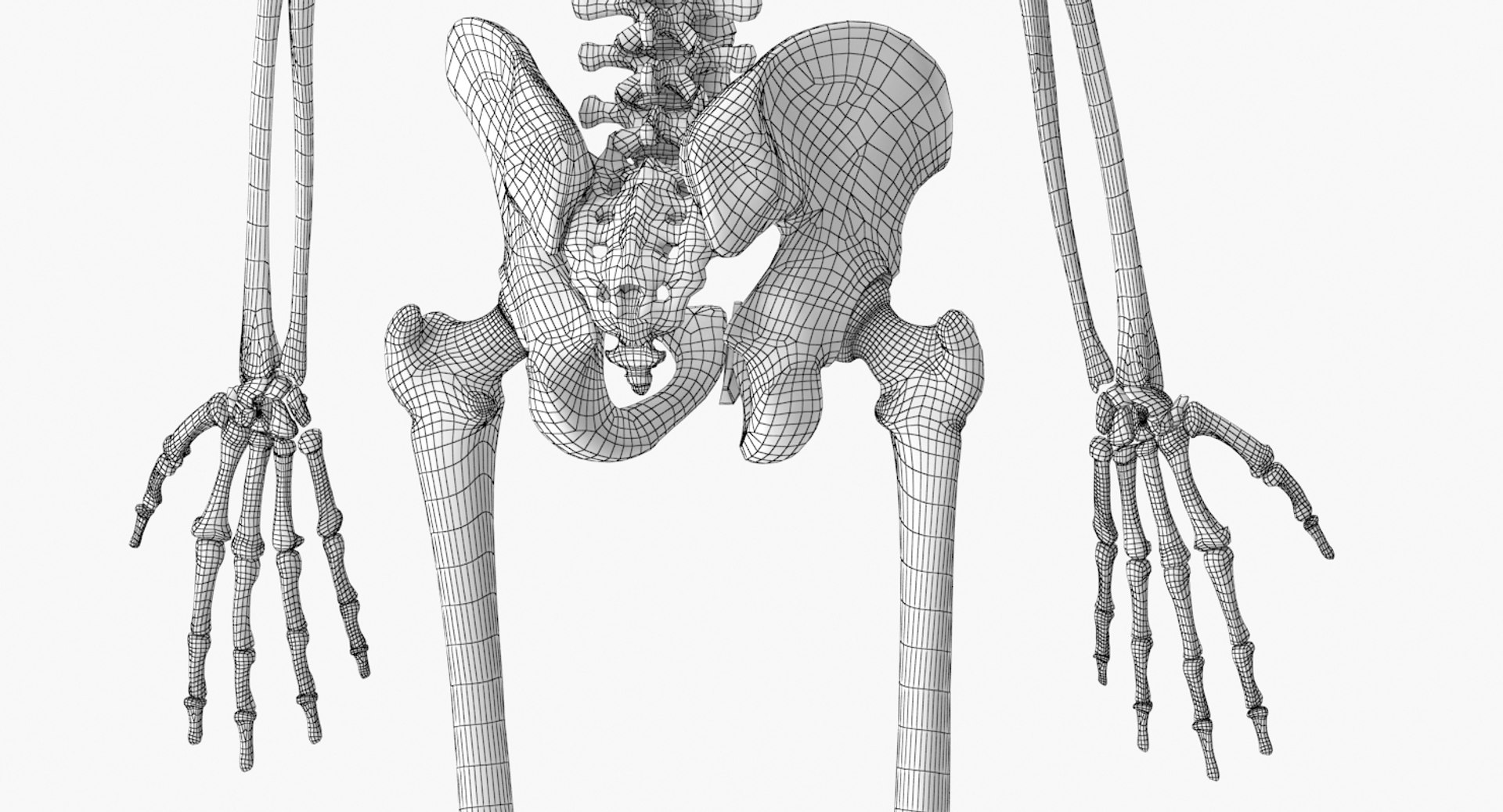 anatomically accurate human 3d model