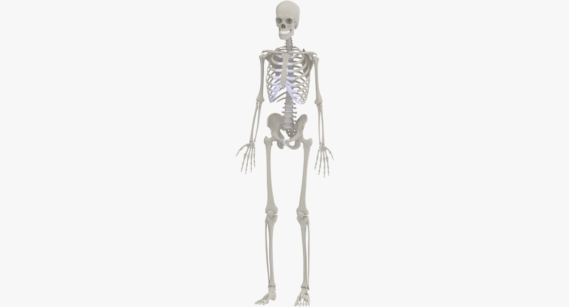 anatomically accurate human 3d model
