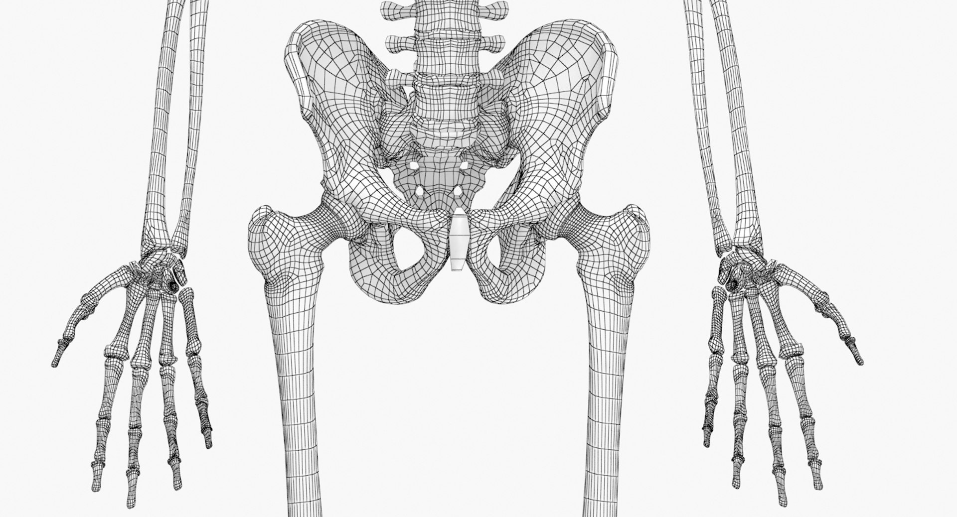 anatomically accurate human 3d model