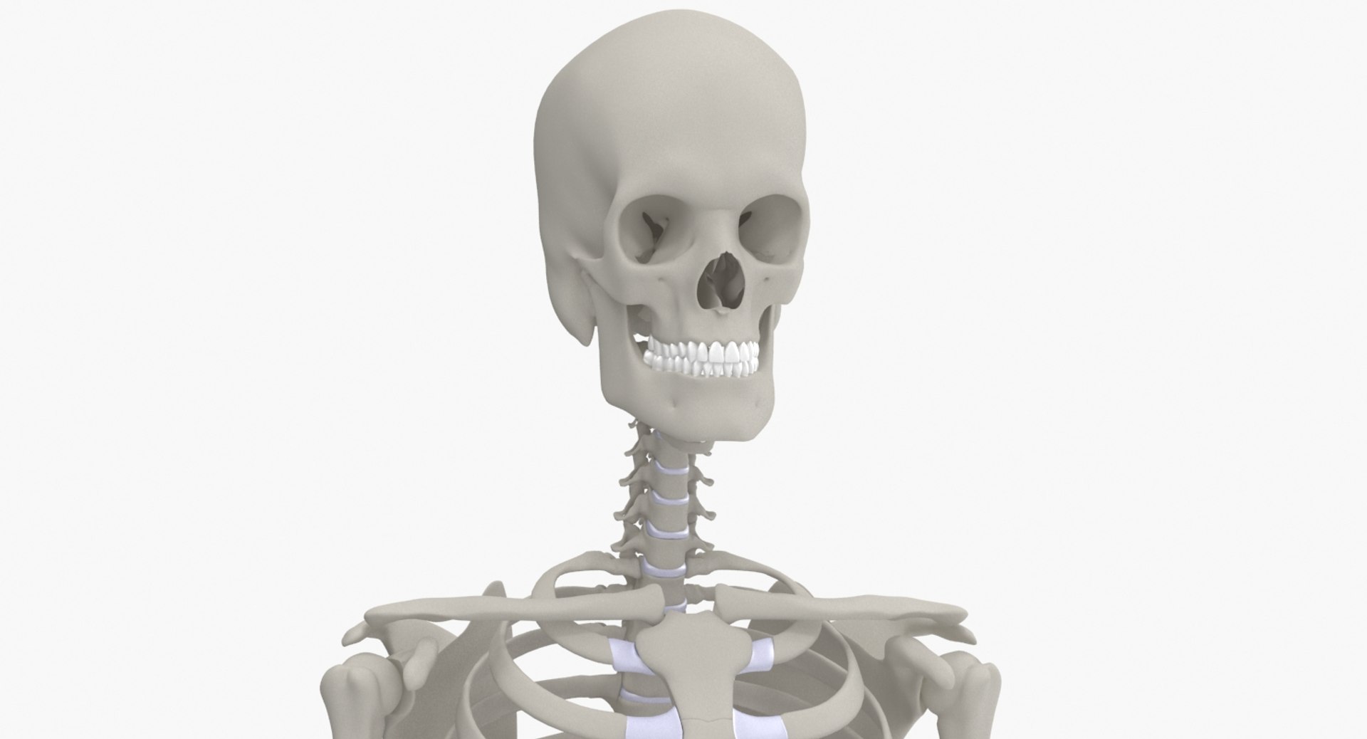anatomically accurate human 3d model