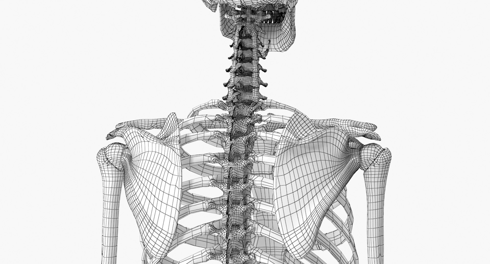 anatomically accurate human 3d model