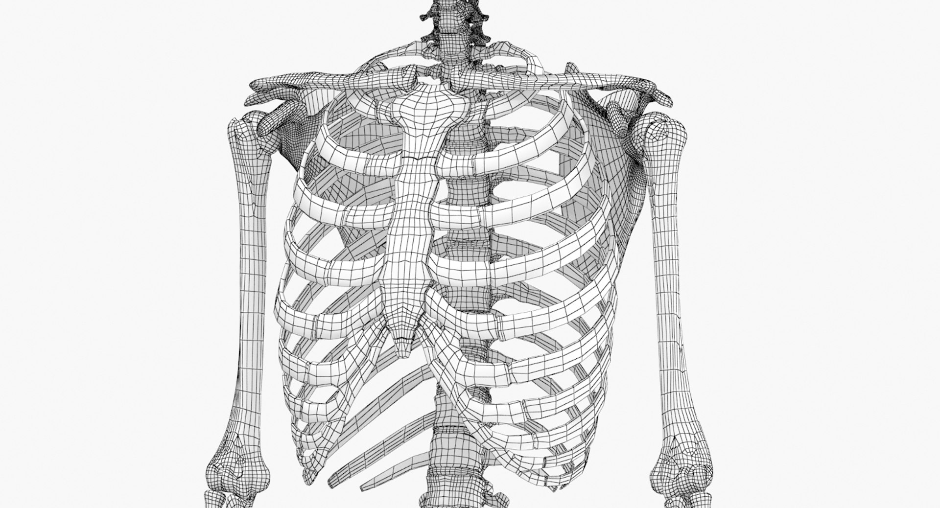 anatomically accurate human 3d model