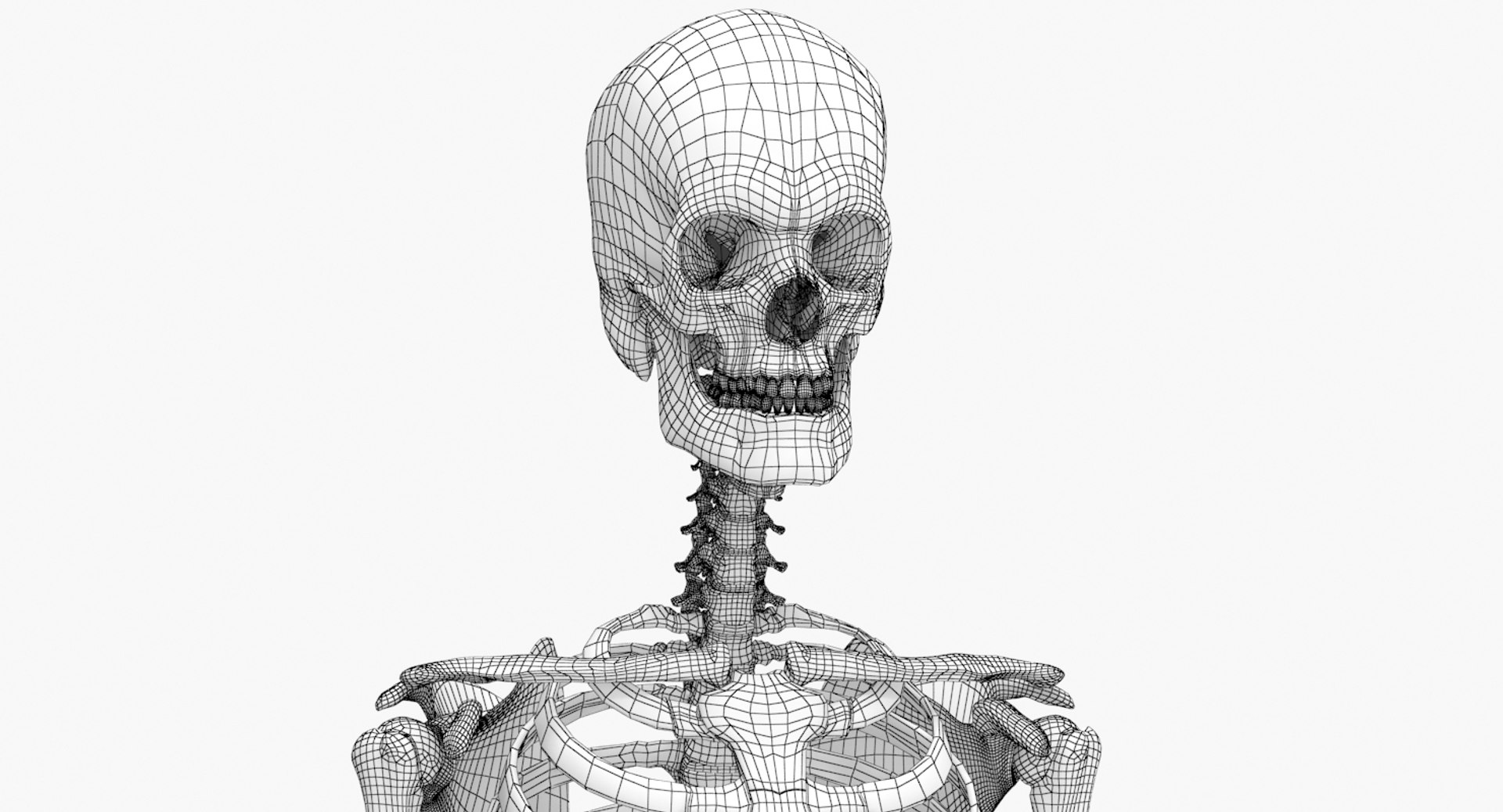 anatomically accurate human 3d model