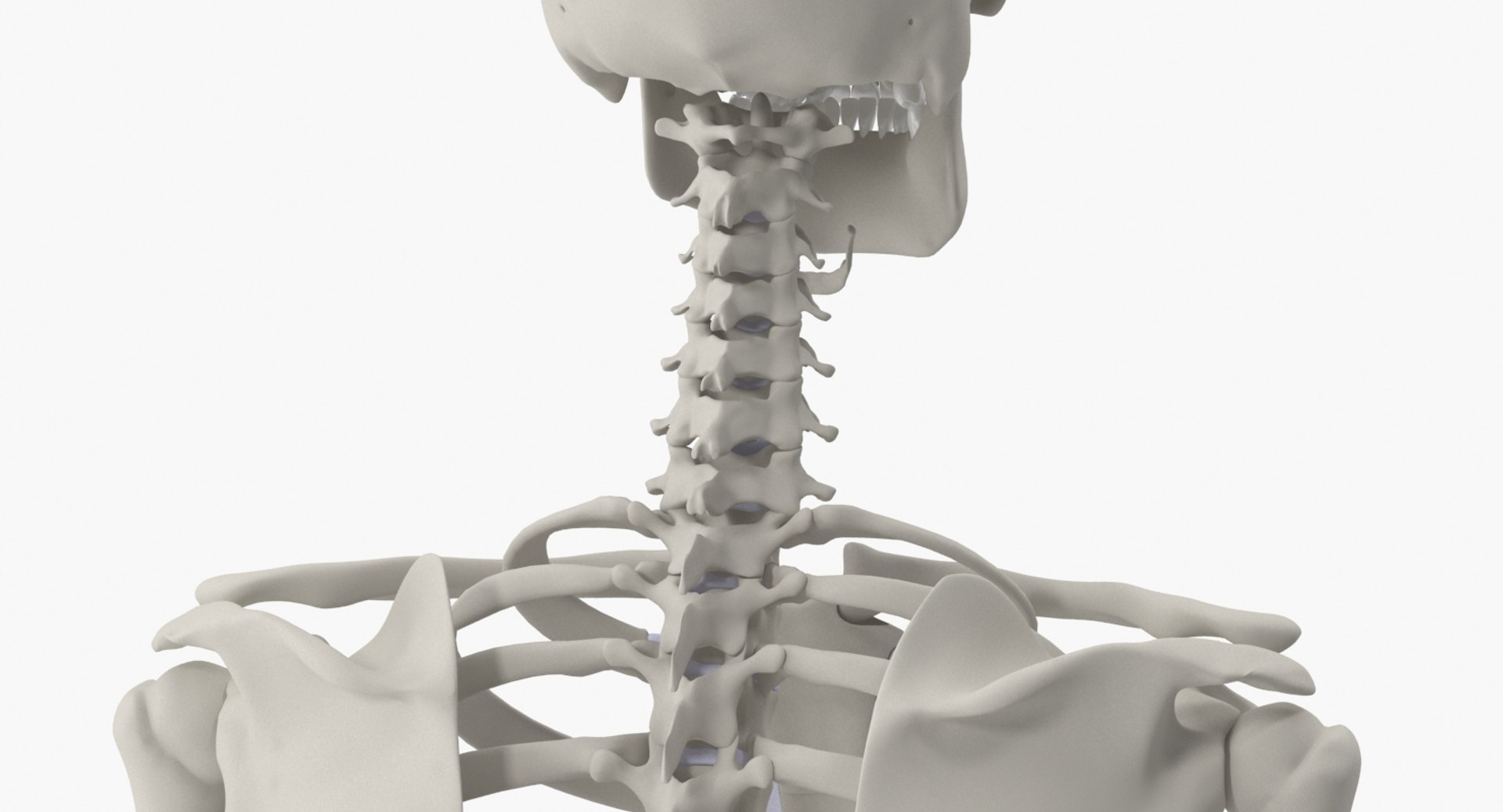 anatomically accurate human 3d model