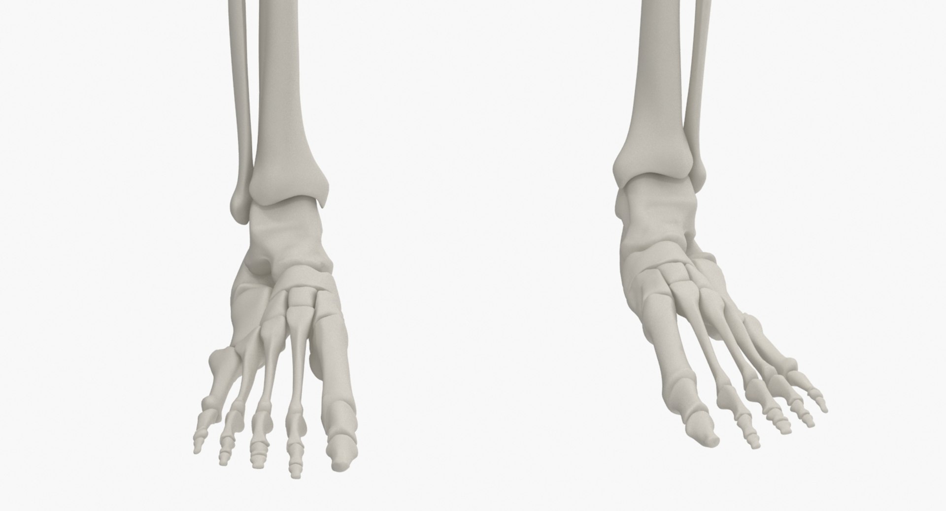 anatomically accurate human 3d model