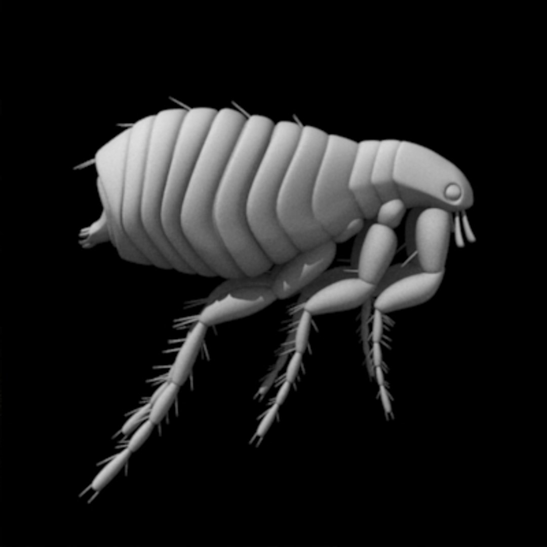 Parasites Louse Tick Flea 3ds