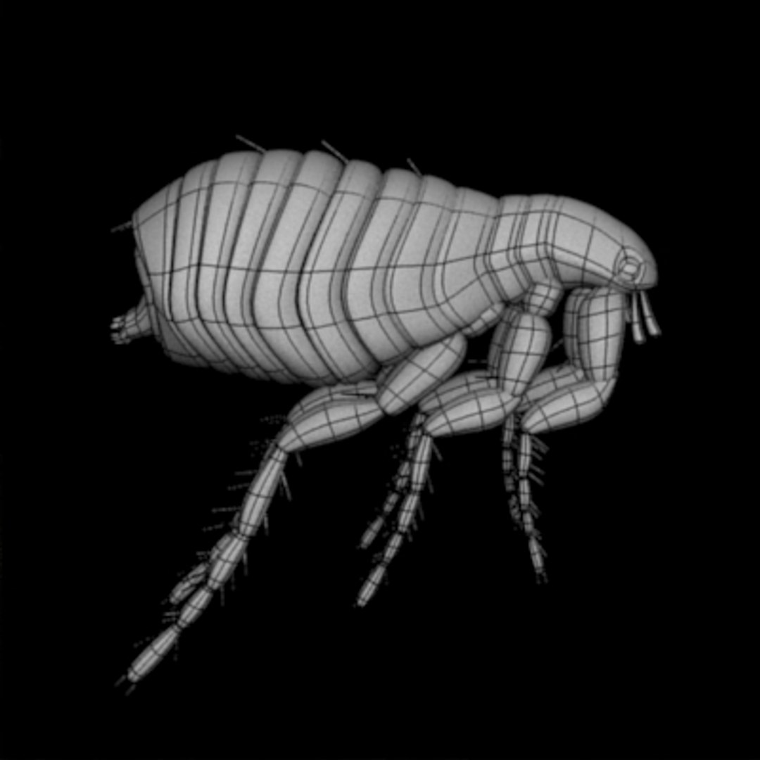 Parasites Louse Tick Flea 3ds