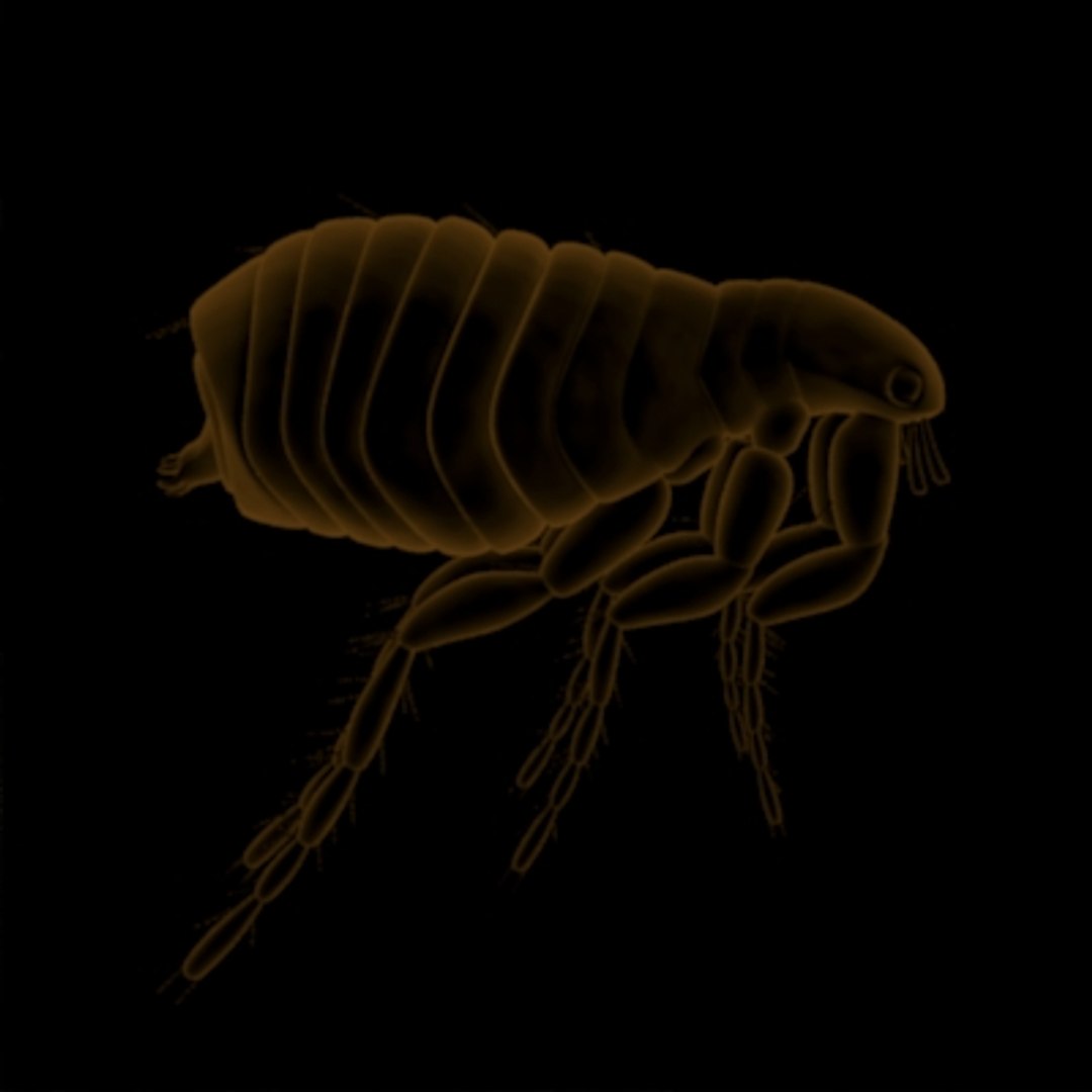 Parasites Louse Tick Flea 3ds