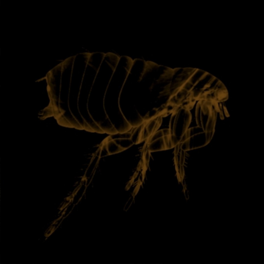 Parasites Louse Tick Flea 3ds