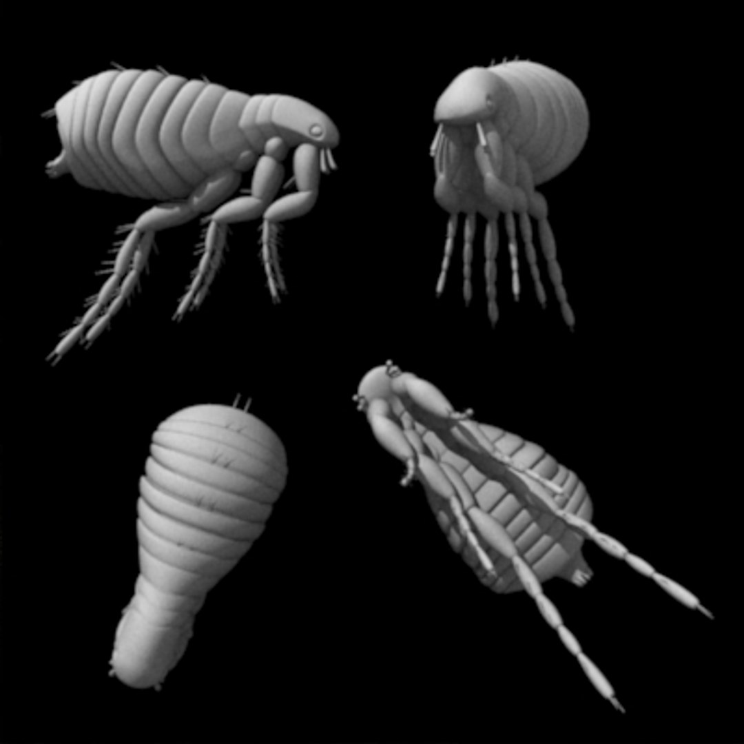 Parasites Louse Tick Flea 3ds