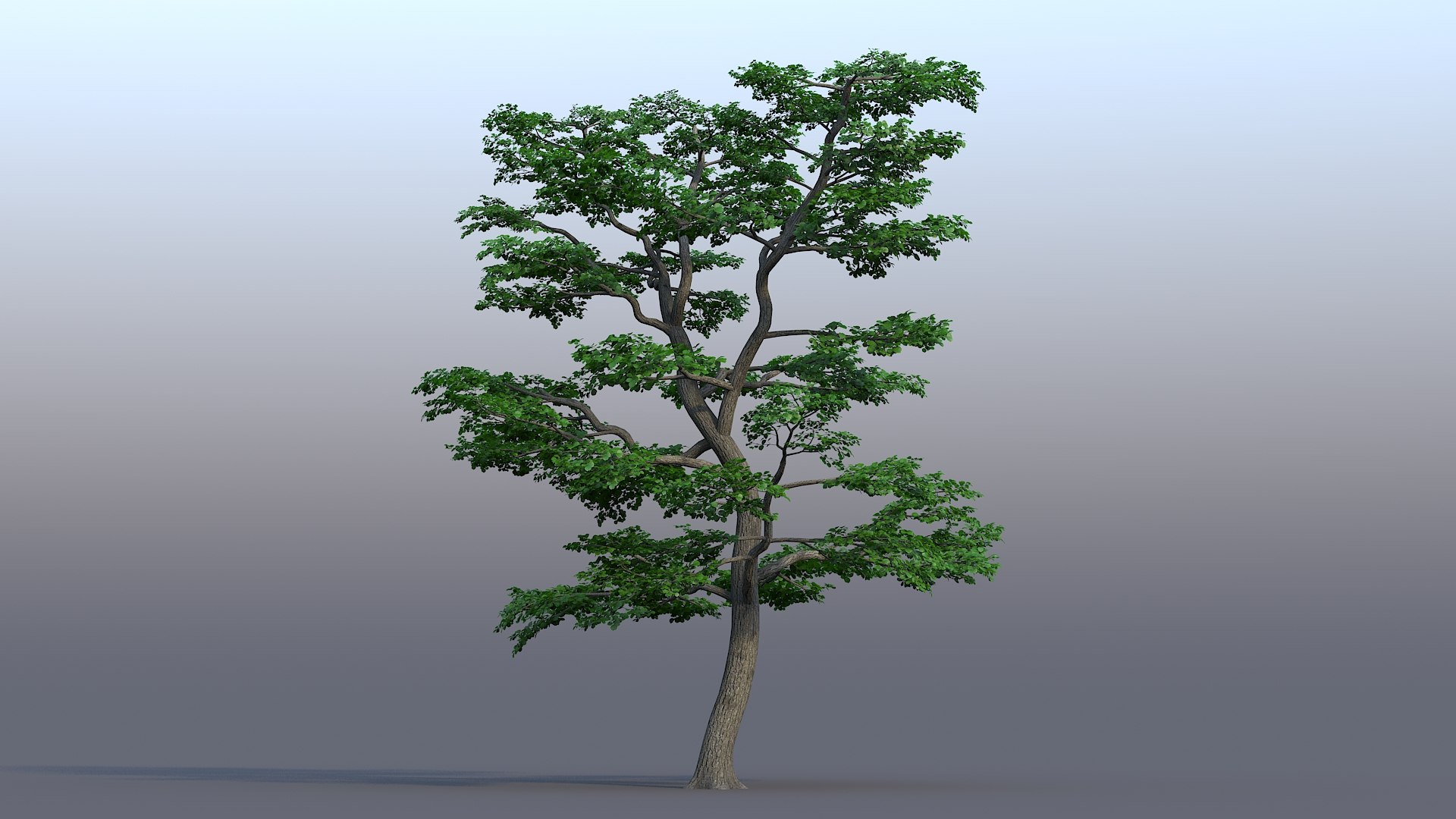 3D Alder Tree 05 Model - TurboSquid 1926959