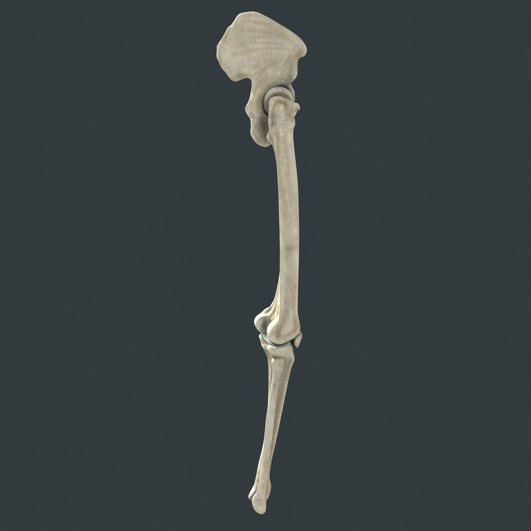 Max Human Leg Bones