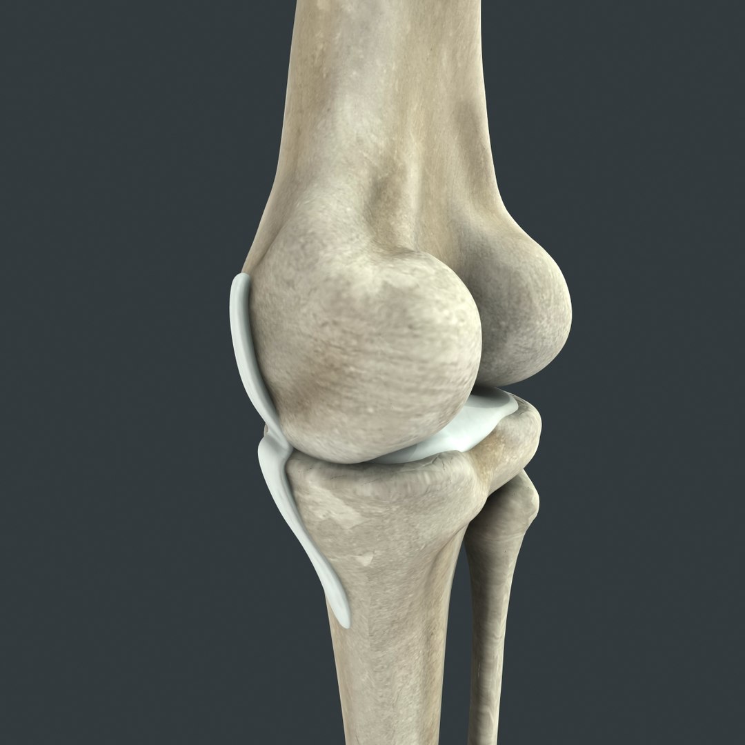 Max Human Leg Bones