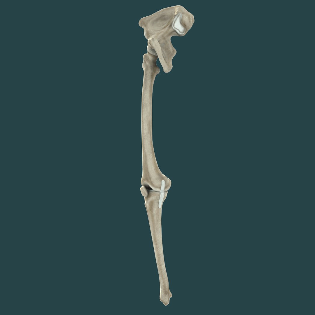 Max Human Leg Bones