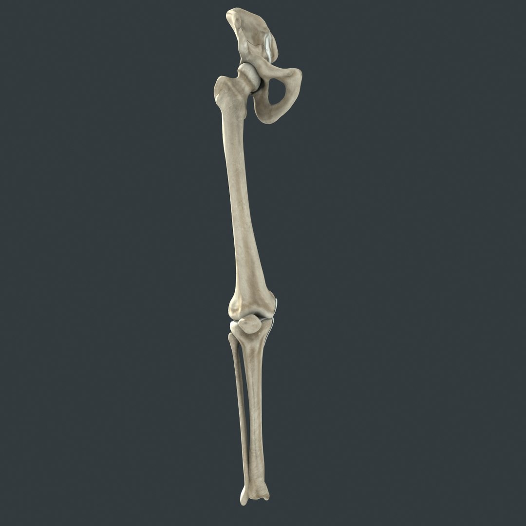 Max Human Leg Bones