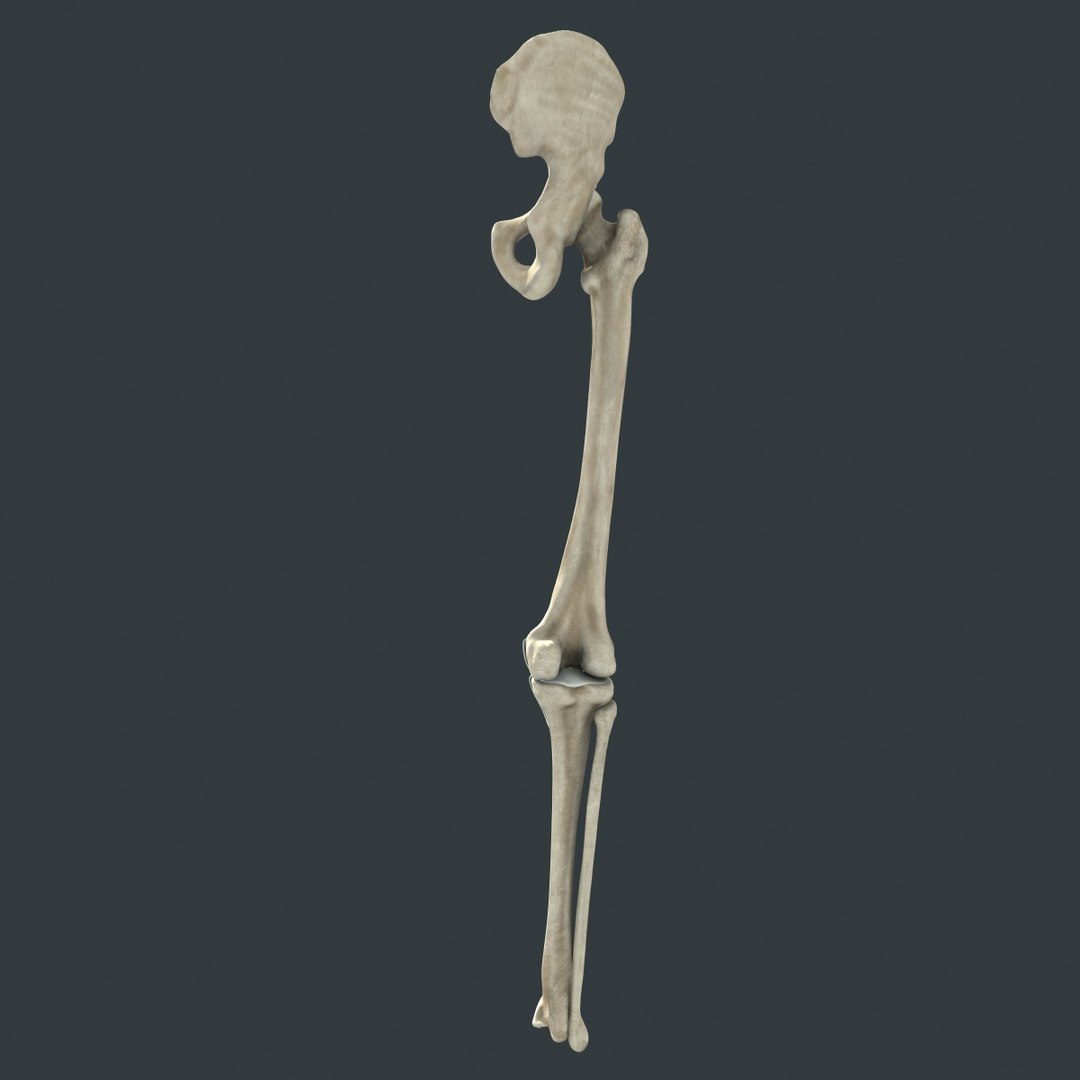 Max Human Leg Bones
