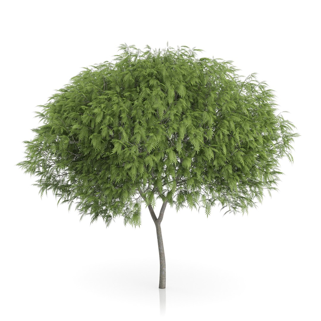 Staghorn Sumac Tree Rhus Max