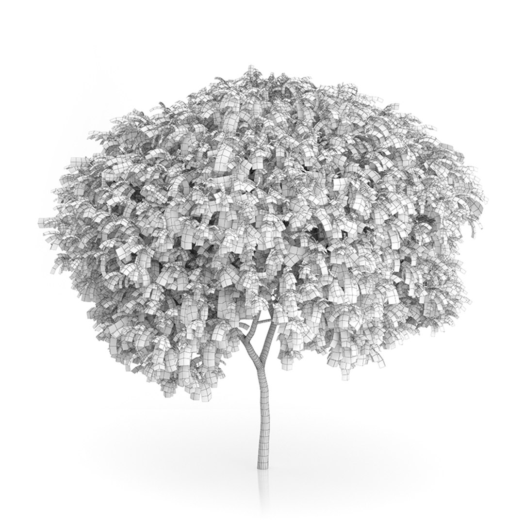 Staghorn Sumac Tree Rhus Max