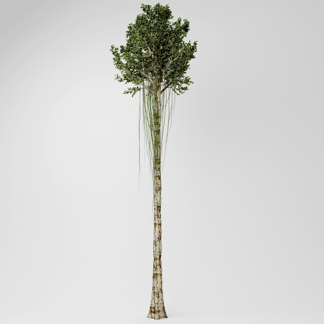 3D Agarwood Tree Model - TurboSquid 1534973